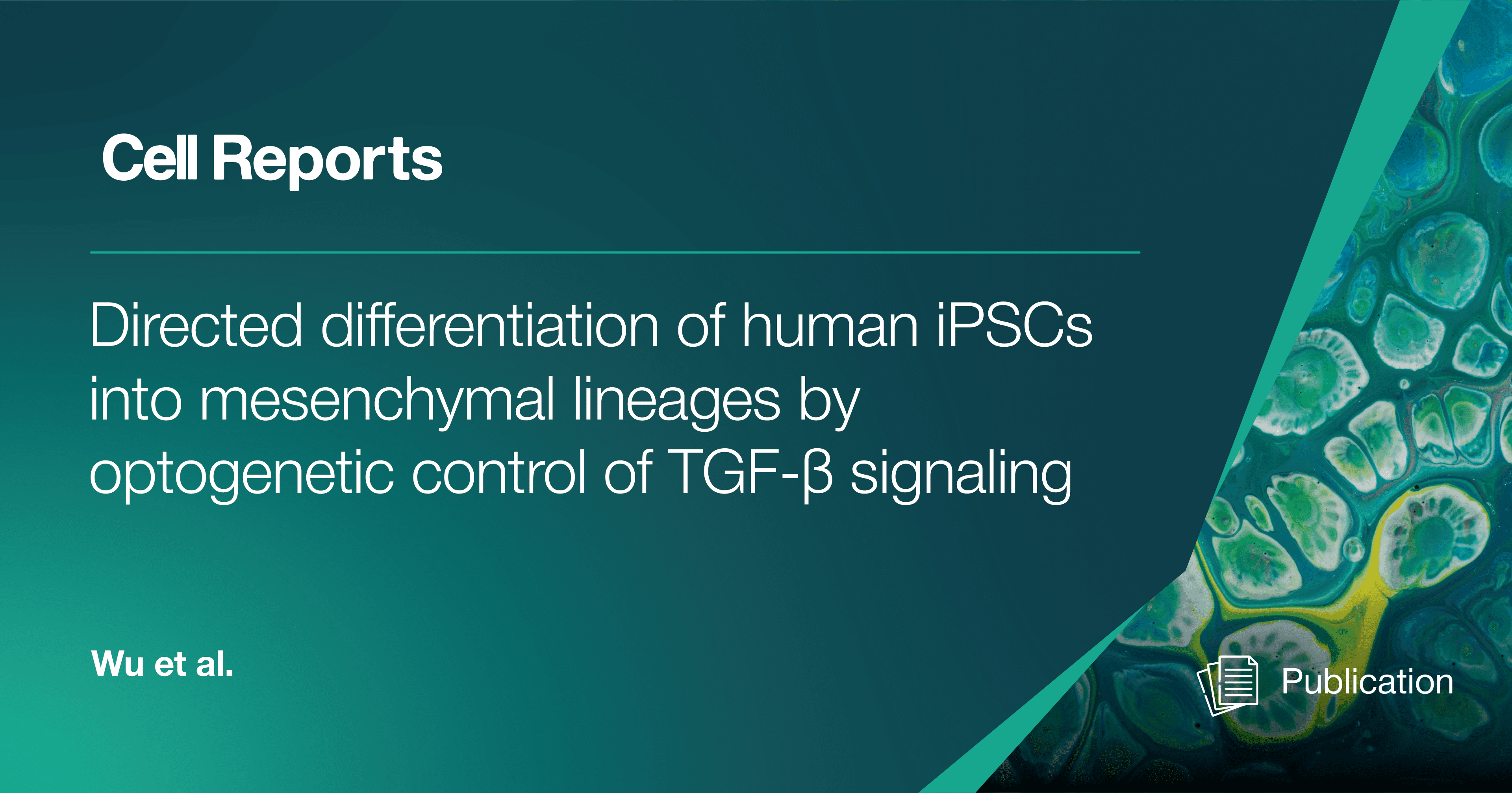 Directed differentiation of human iPSCs into mesenchymal lineages by optogenetic control of TGF ...